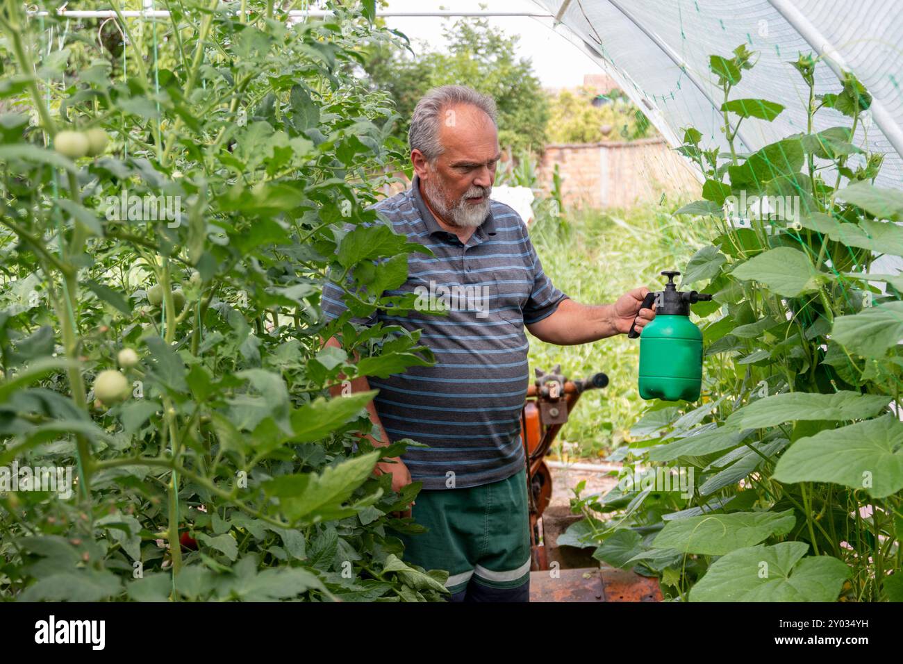 Mature man spraying liquid fertilizer the foliar feeding on the ...