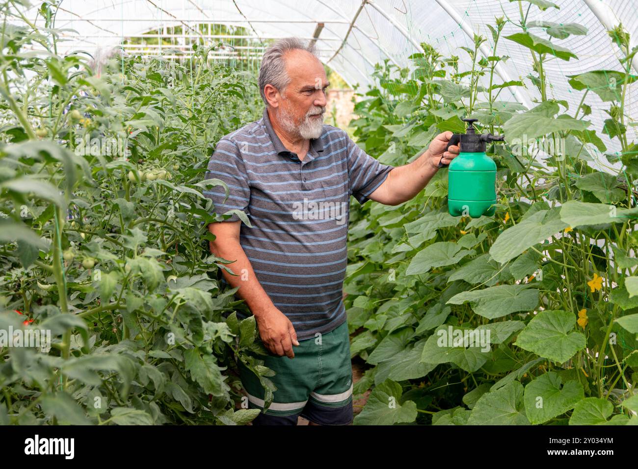 Mature man spraying liquid fertilizer the foliar feeding on the ...