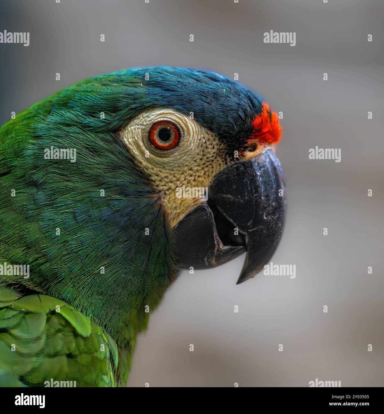 Maracana parakeet hi-res stock photography and images - Alamy