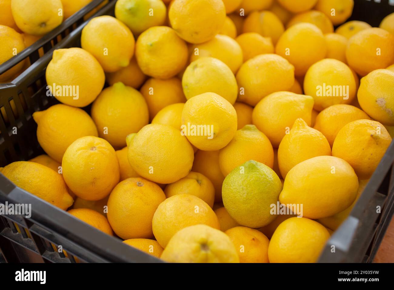 A view of a crate full of common yellow lemons, on display at a local ...