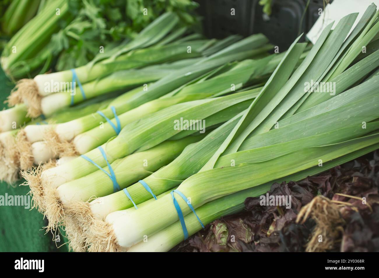 A view of a several bundles of leeks, on display at a local farmers ...