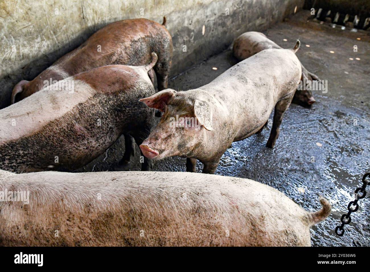 Commercial market hogs in a concrete pen in an open-air barn on Grand ...