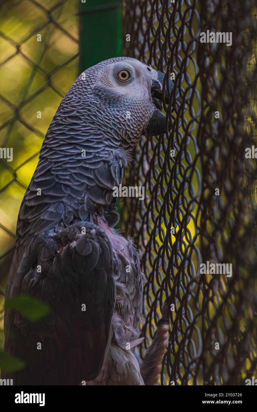 Cuddling parrot hi-res stock photography and images - Alamy