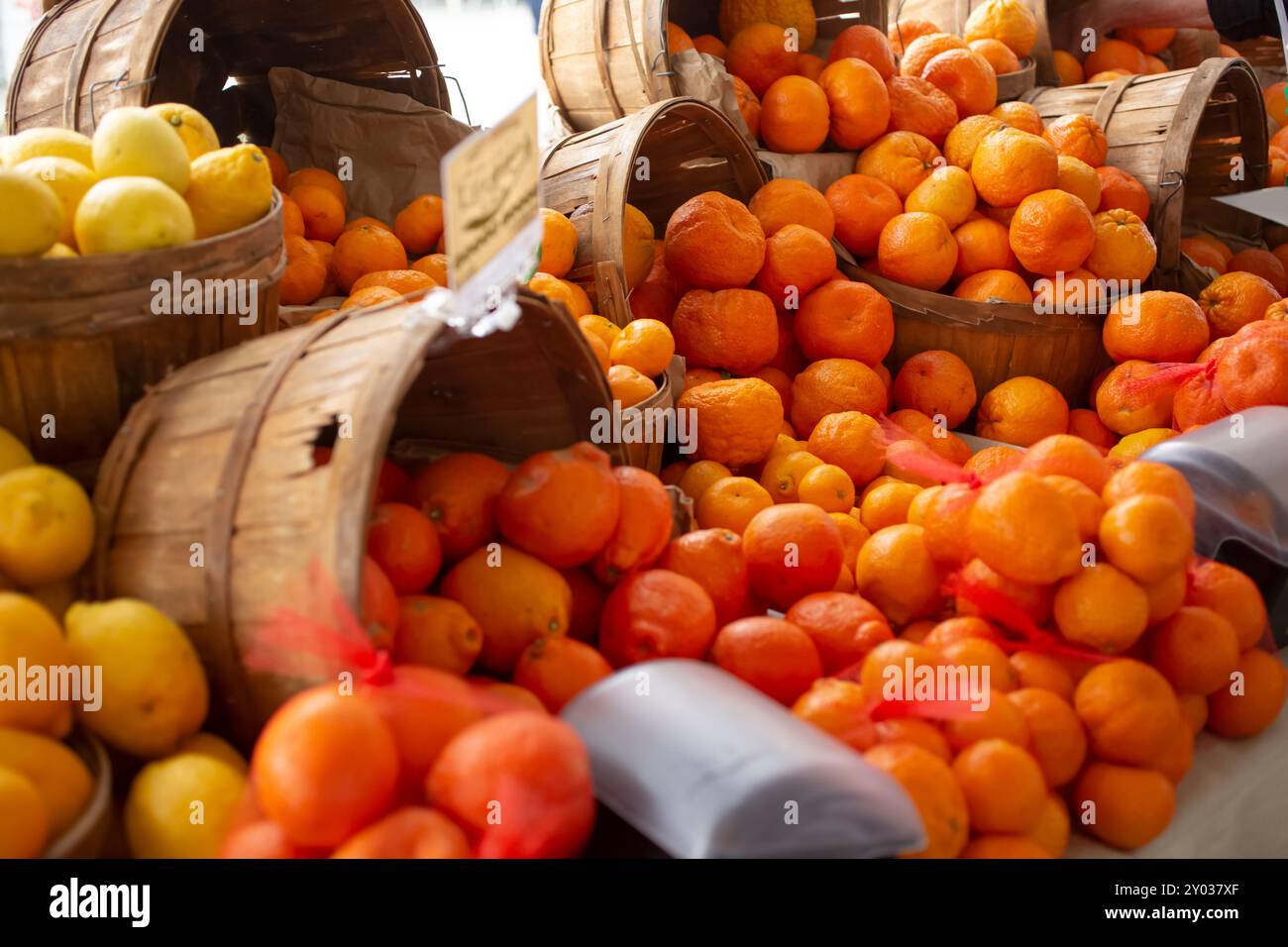 A view of a display of several citrus varieties, seen at a local ...