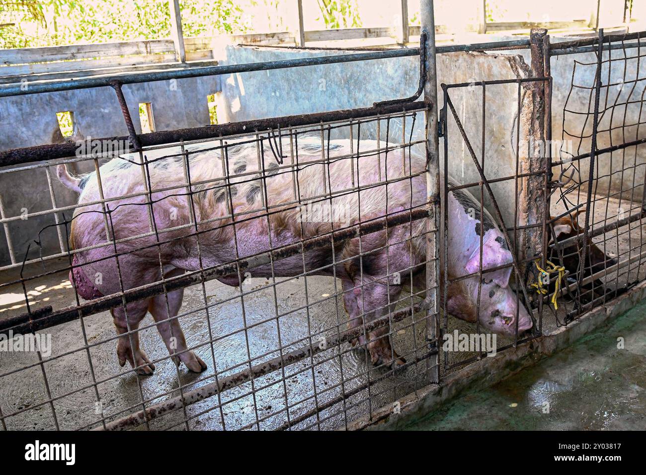 An adult commercial boar in an open air hog barn on the Cayman Islands ...