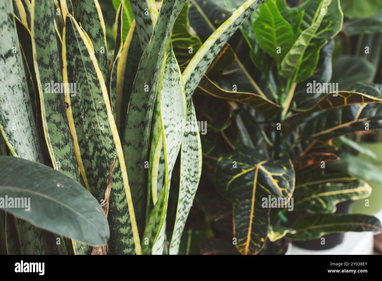 A view of a snake plant and a croton plant Stock Photo - Alamy