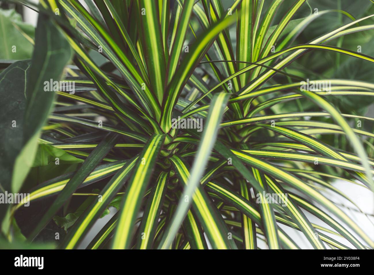 Dragon tree houseplant hi-res stock photography and images - Alamy