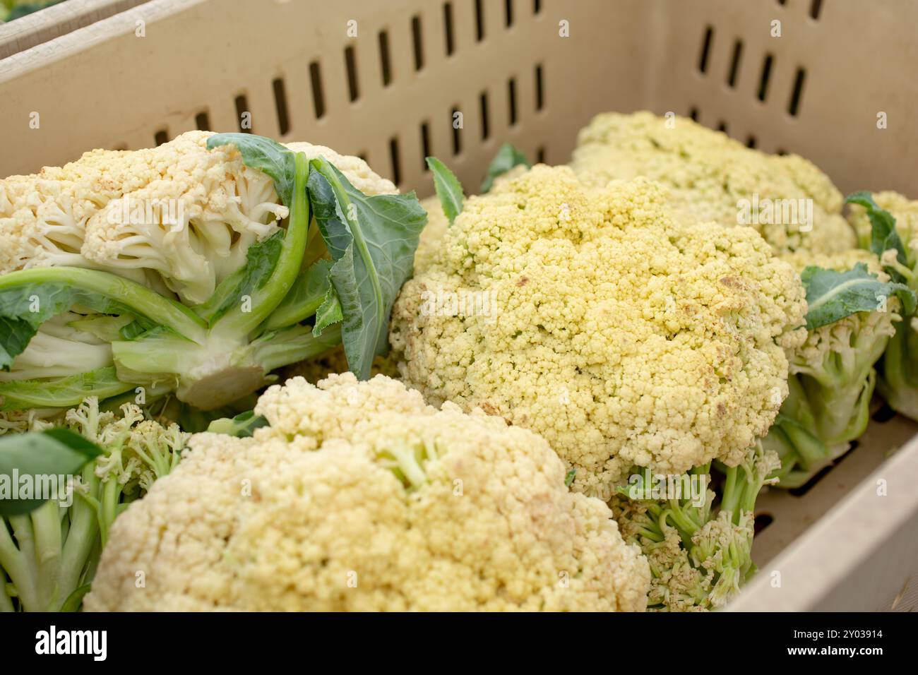 A view of a crate full of cauliflower, on display at a local farmers ...
