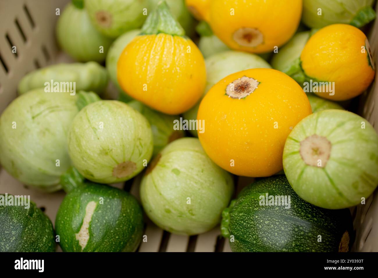 A view of a crate full of a variety of small squashes, on display at a ...
