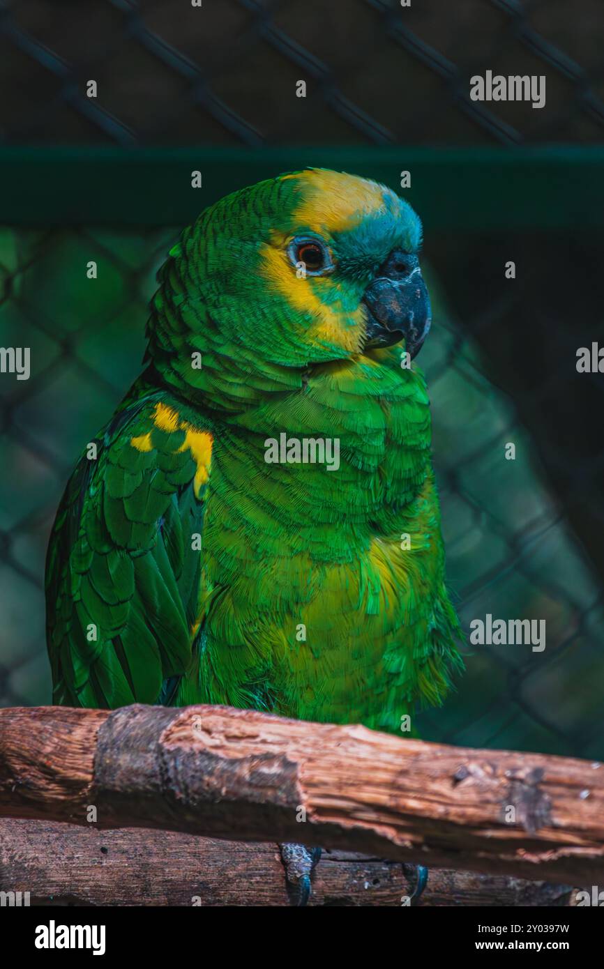 Blue fronted amazon parakeet hi-res stock photography and images - Alamy