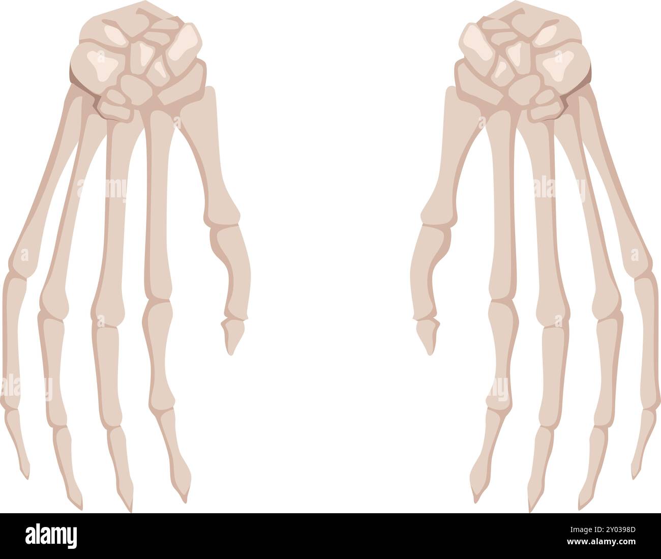 Palm bones. Skeleton hands. Arm anatomy illustration Stock Vector Image ...