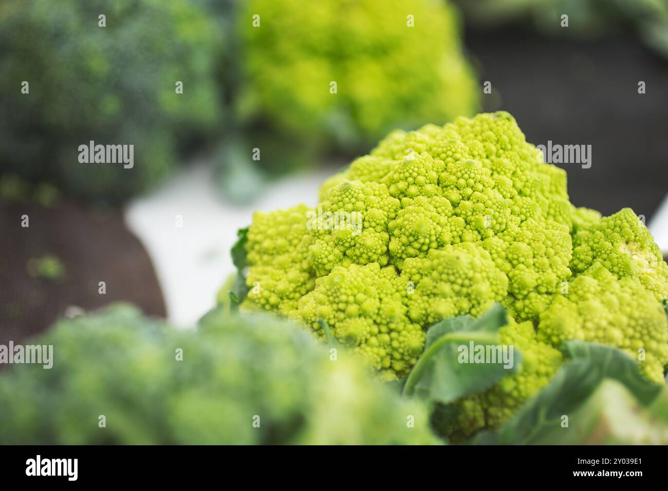 A view of a the natural fractal design of a Romanesco broccoli head, on ...
