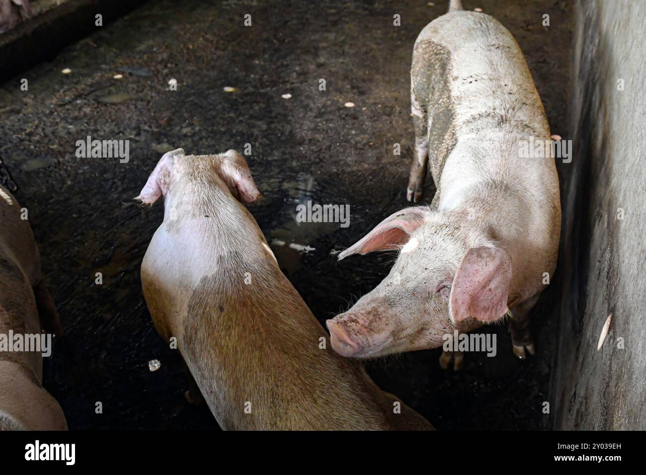 Commerical sows in a farm in the Cayman Islands with negative space ...
