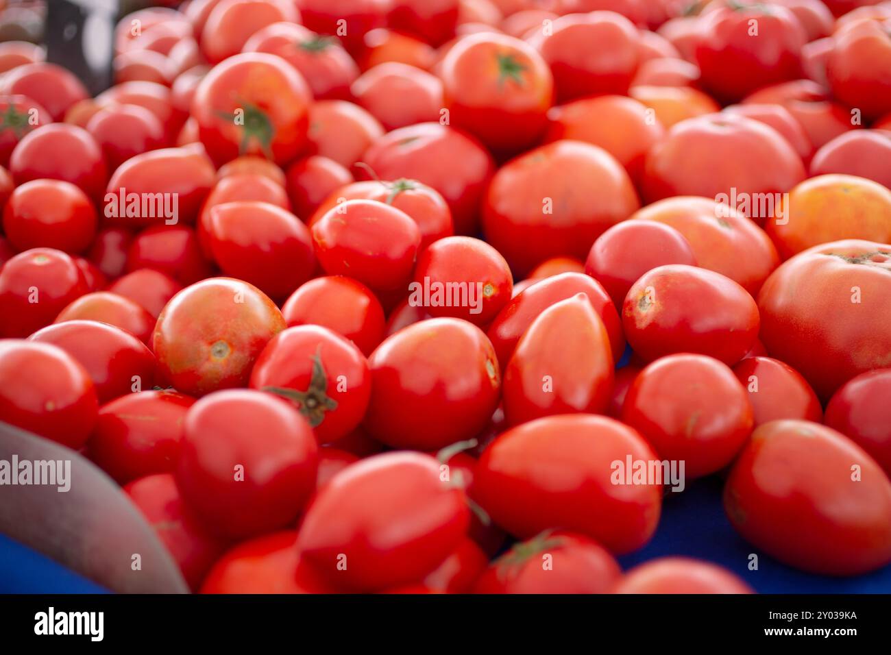 A view of a table full of roma tomatoes, on display at a local farmers ...