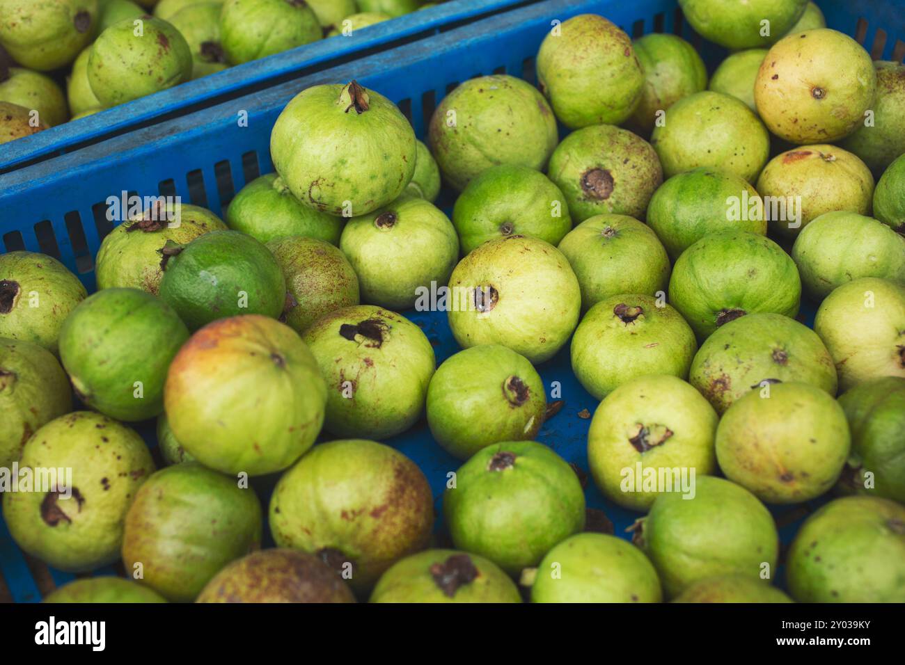 A view of a crate full of green guavas, on display at local farmers ...