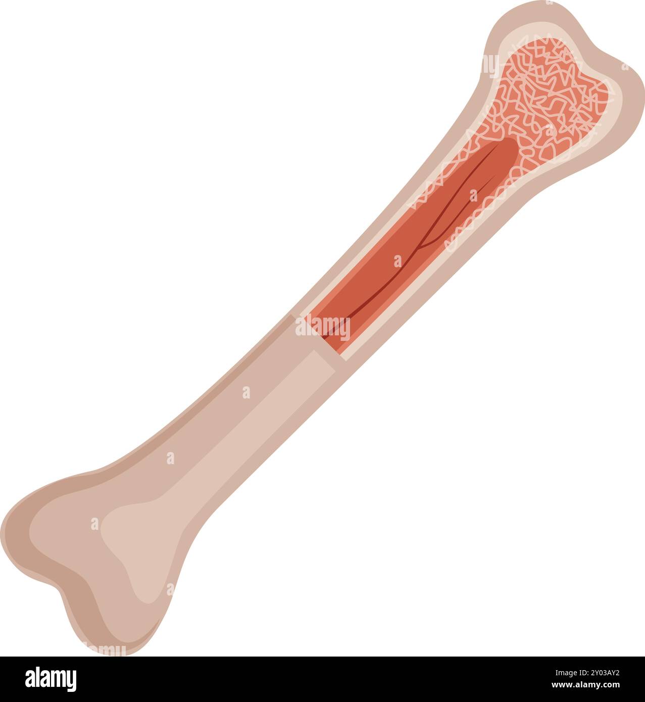 Bone structure. Medical educational illustration of human anatomy Stock ...