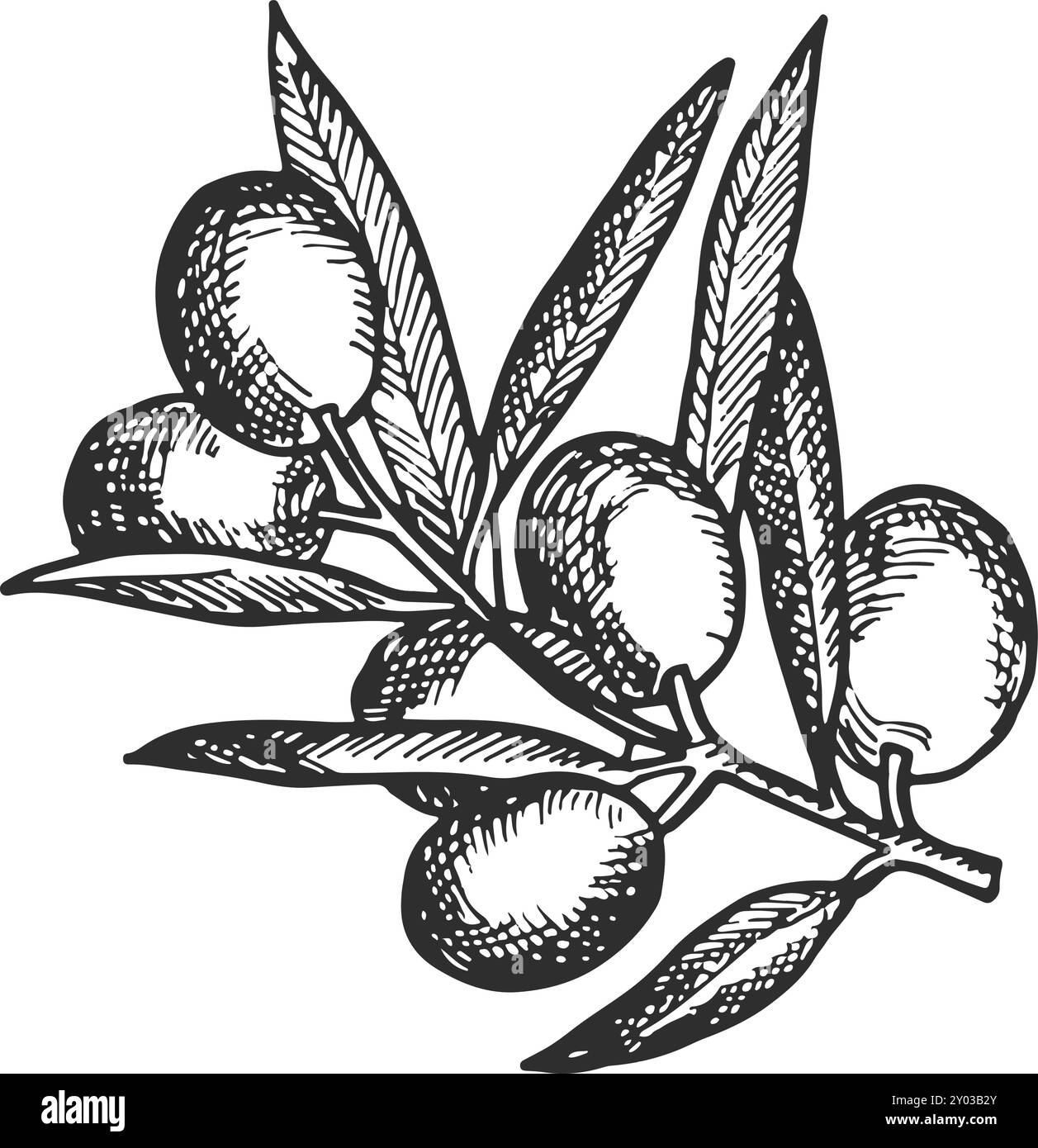 Olives growing engraving. Natural tree branch drawing Stock Vector ...