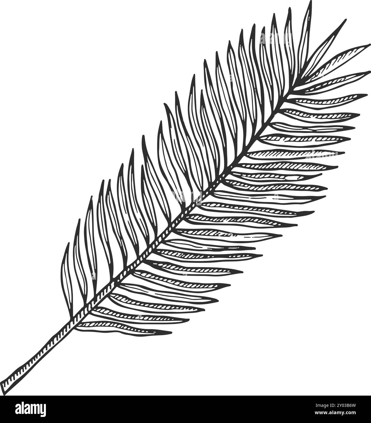 Palm frond sketch. Exotic tropical leaf drawing Stock Vector Image ...