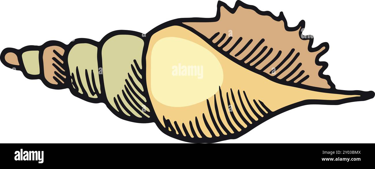 Beach conch color sketch. Ocean shell drawing Stock Vector Image & Art ...