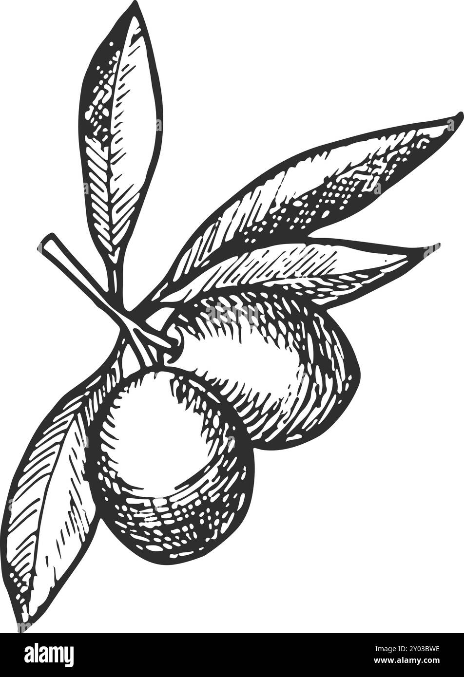 Fresh olive tree leaves Black and White Stock Photos & Images - Alamy