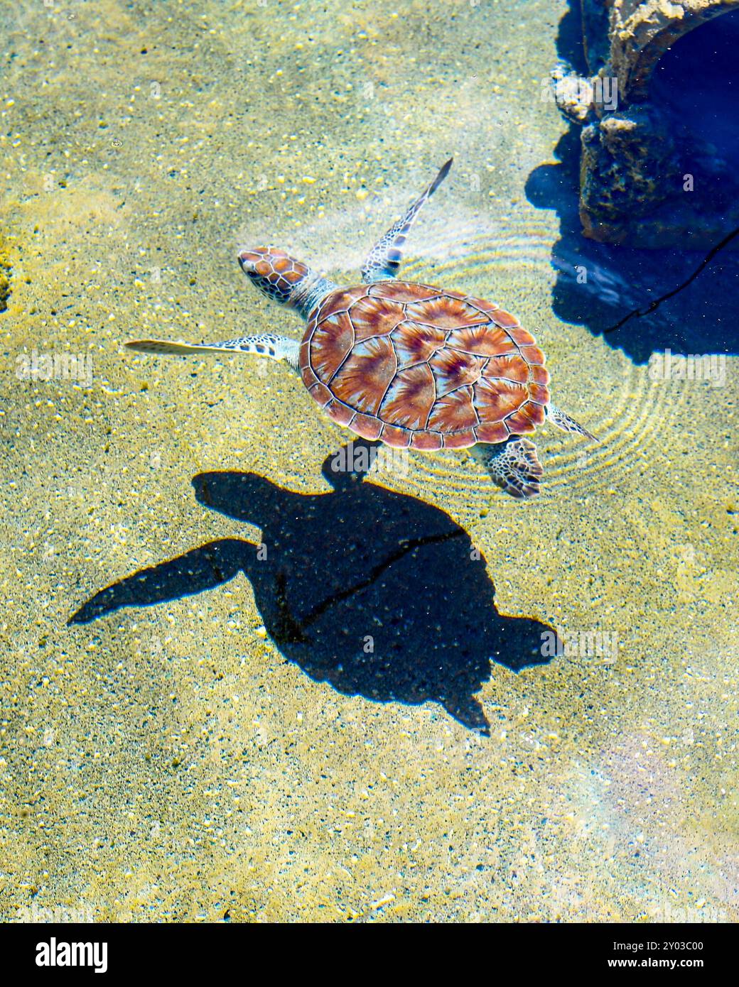 Juvenile Green Sea Turtle (Chelonia mydas) swimming in a shallow tank ...