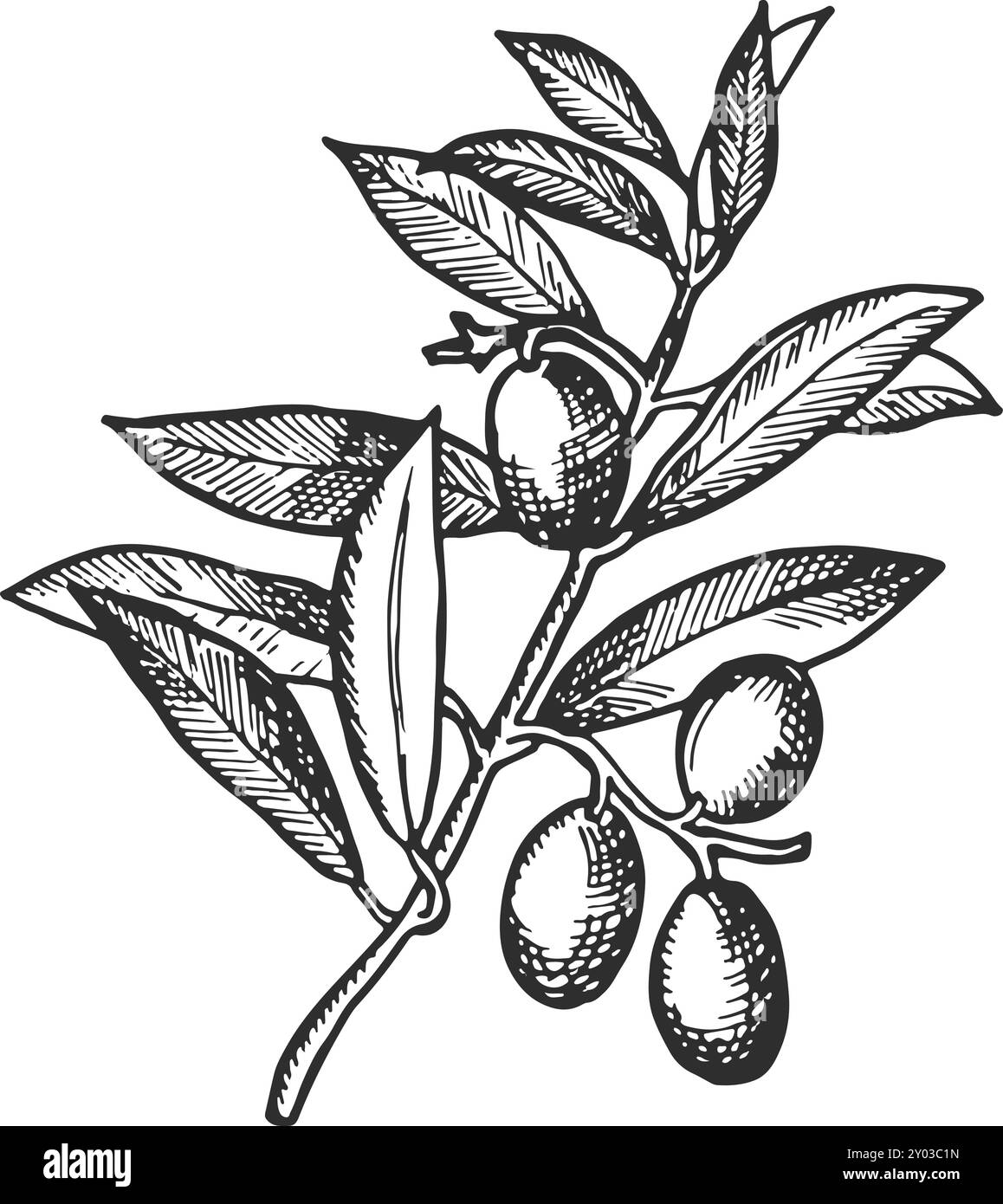 Branch of olive tree sketch hi-res stock photography and images - Alamy