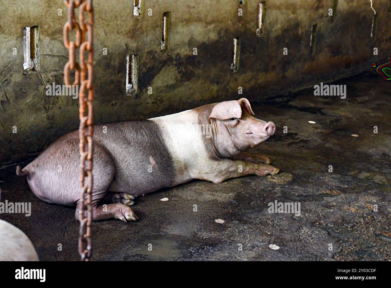 Hog confinement facility hi-res stock photography and images - Alamy