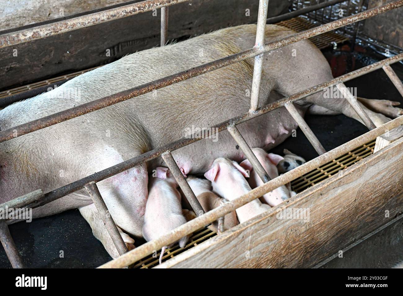Litter of commercial market pigs suckling their mother in a farrowing ...