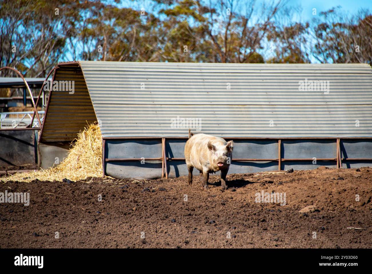 Outdoor free range domestic pig hi-res stock photography and images - Alamy