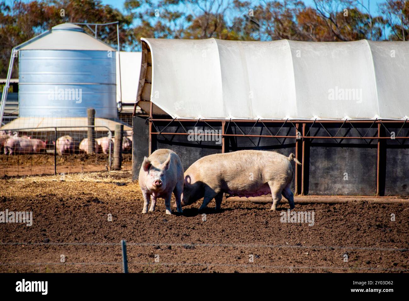 Free Range Pork Farm in the Field Stock Photo - Alamy