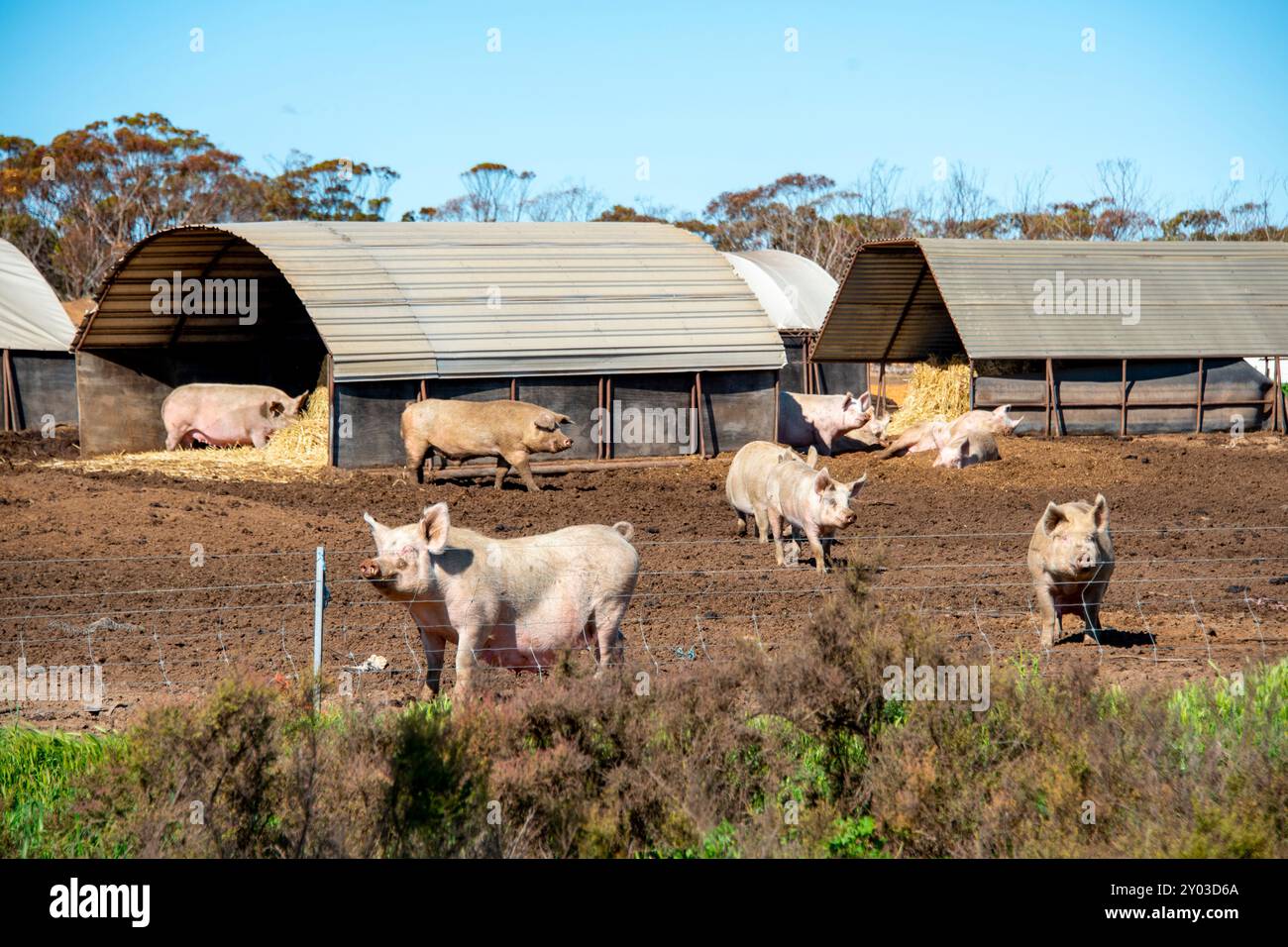 Free range pig farming hi-res stock photography and images - Alamy