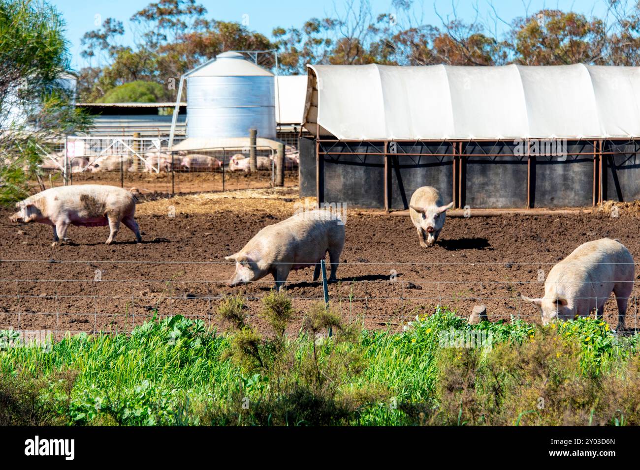 Free Range Pork Farm in the Field Stock Photo - Alamy
