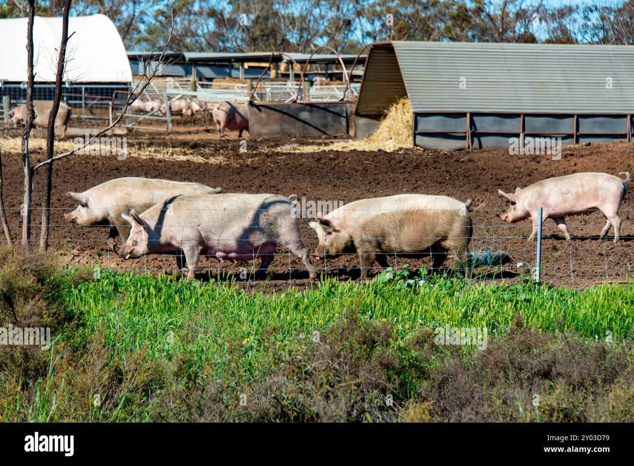 Free range pig farming hi-res stock photography and images - Alamy