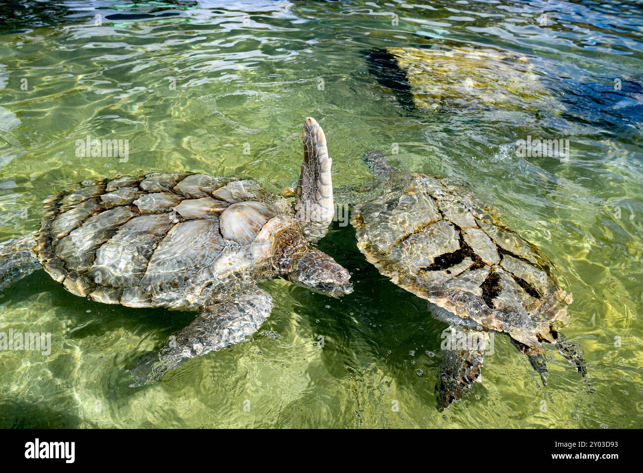 Two Green Sea Turtles (Chelonia mydas) swimming in a petting pool Stock ...