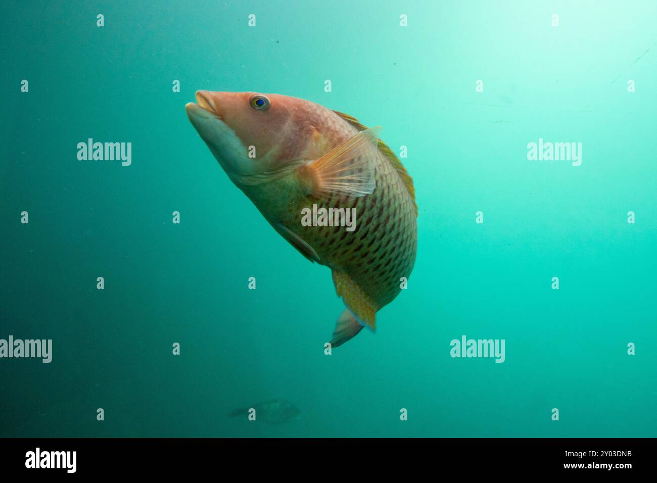 Parrot Fish in Milford Sound - New Zealand Stock Photo - Alamy