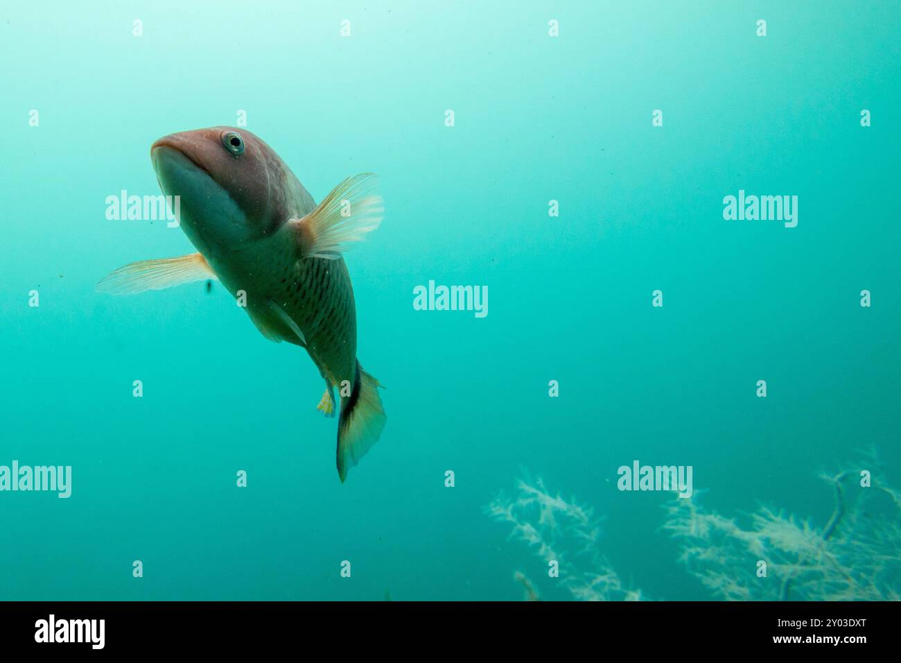 Parrot Fish in Milford Sound - New Zealand Stock Photo - Alamy