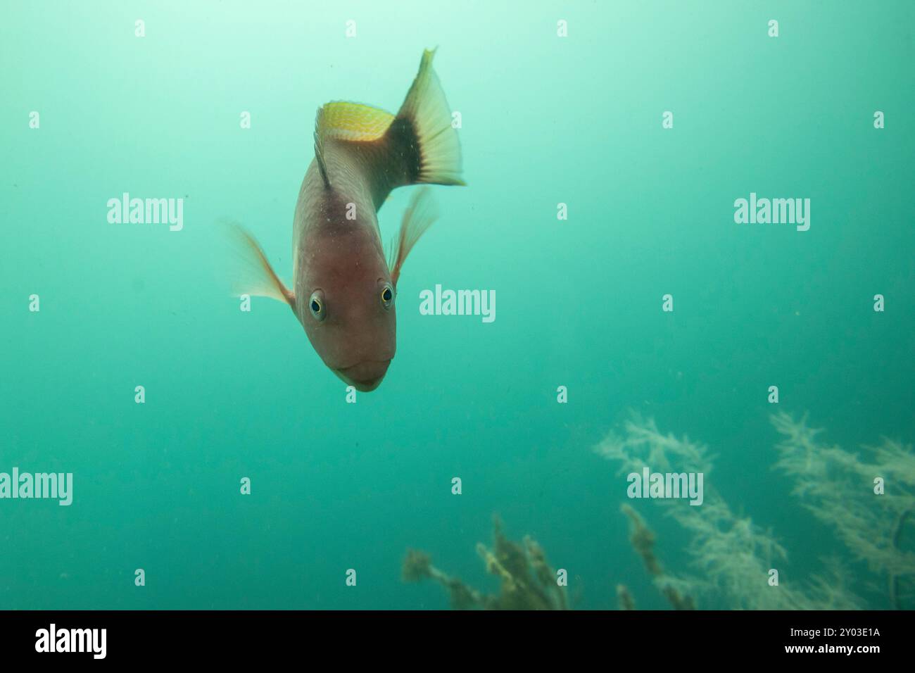 Parrot Fish in Milford Sound - New Zealand Stock Photo - Alamy