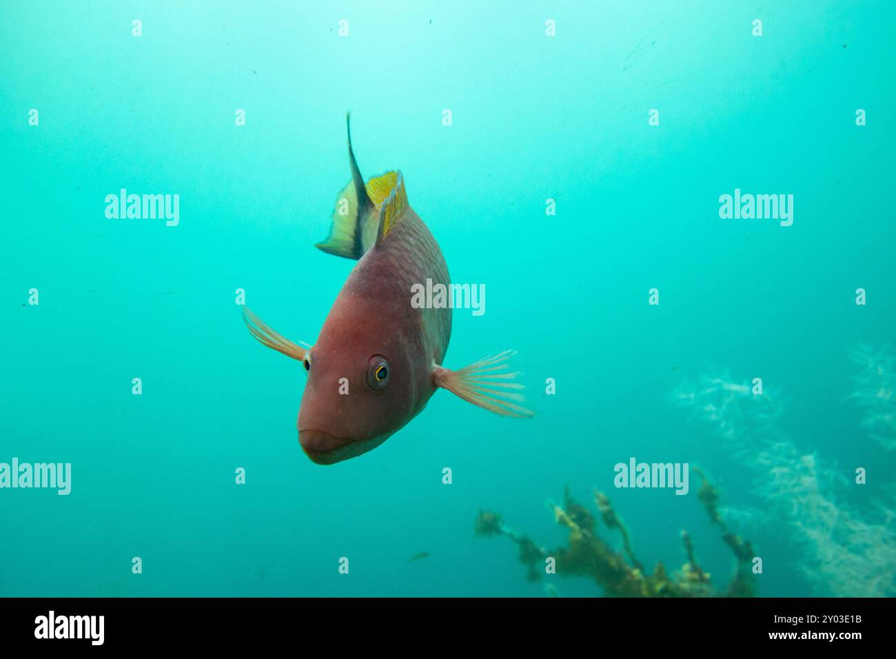 Parrot Fish in Milford Sound - New Zealand Stock Photo - Alamy