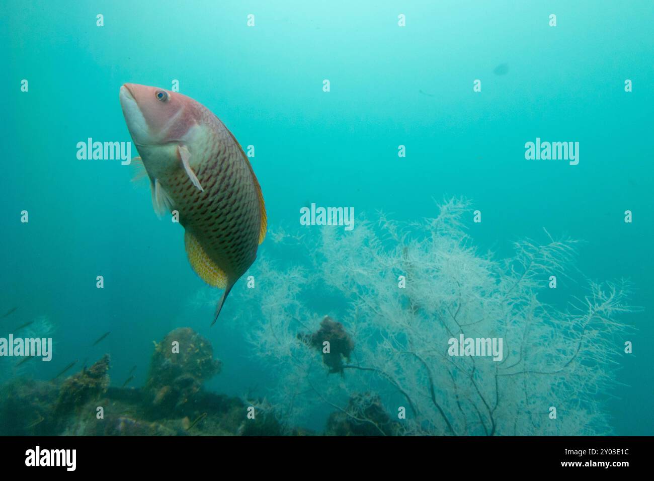 Parrot Fish in Milford Sound - New Zealand Stock Photo - Alamy