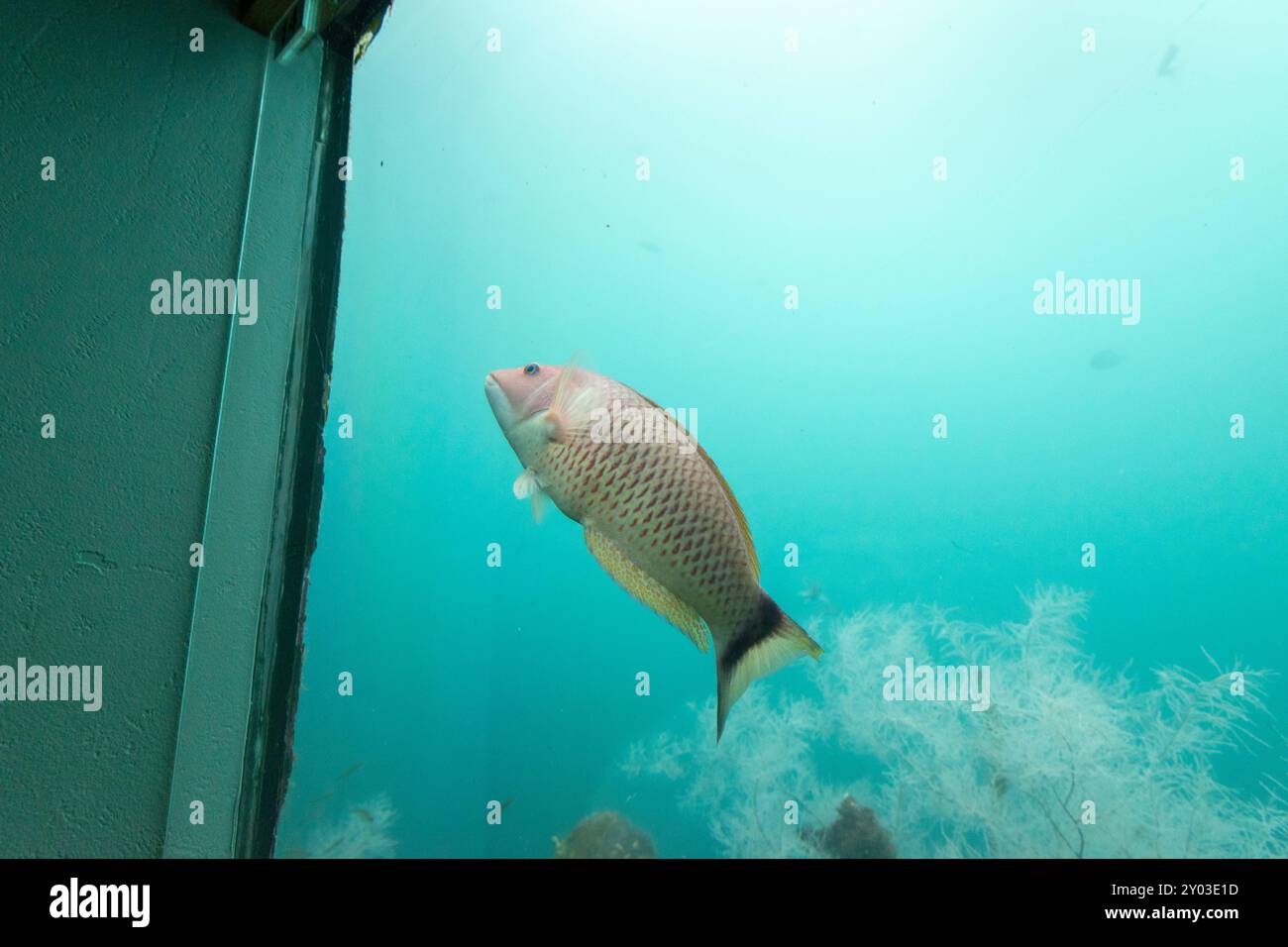 Parrot Fish in Milford Sound - New Zealand Stock Photo - Alamy