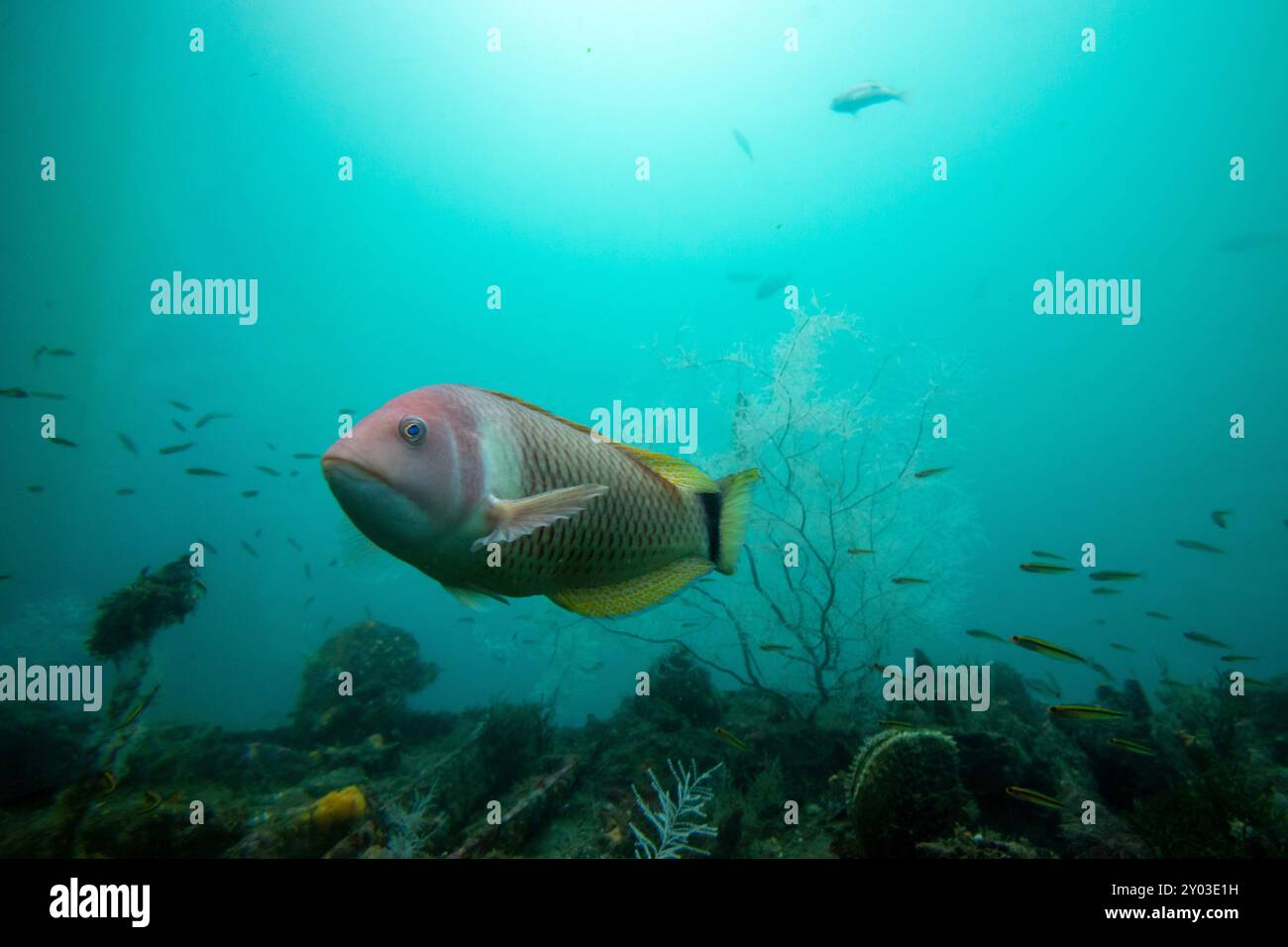 Parrot Fish in Milford Sound - New Zealand Stock Photo - Alamy