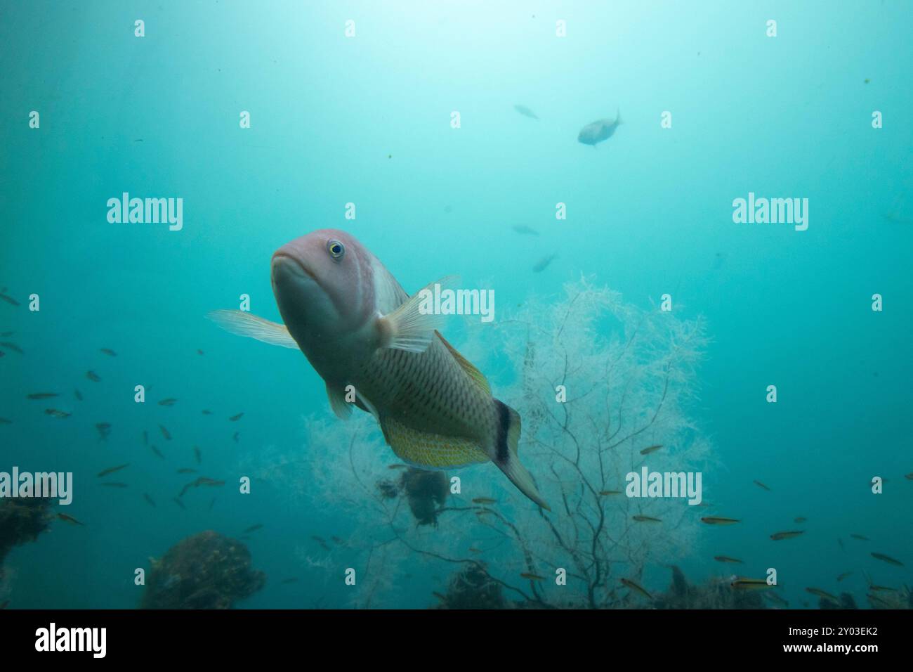 Parrot fish in coral reef hi-res stock photography and images - Alamy