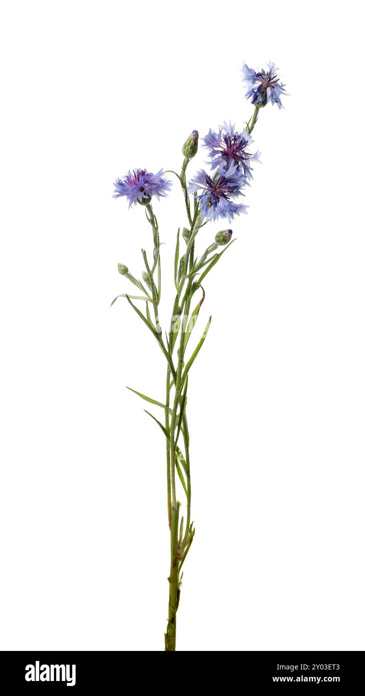 Twig with beautiful cornflowers on white background Stock Photo - Alamy