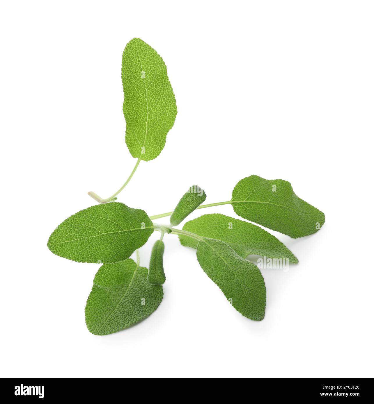 Branch of sage plant with green leaves isolated on white Stock Photo ...