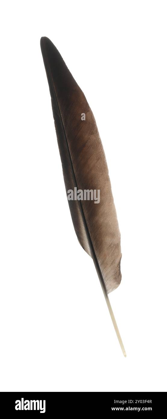 Beautiful dark bird feather isolated on white Stock Photo - Alamy