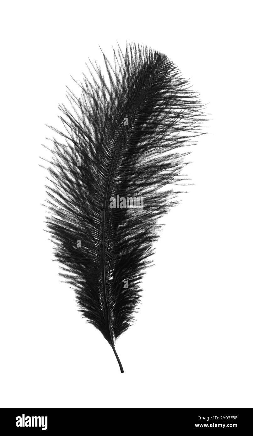 Beautiful black bird feather isolated on white Stock Photo - Alamy