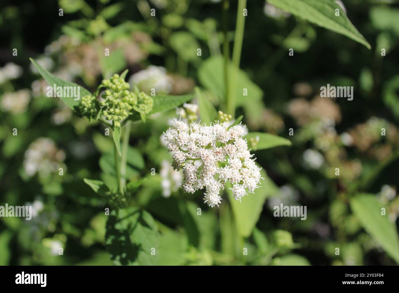 White snakeroot at St. Paul Woods in Morton Grove, Illinois Stock Photo ...