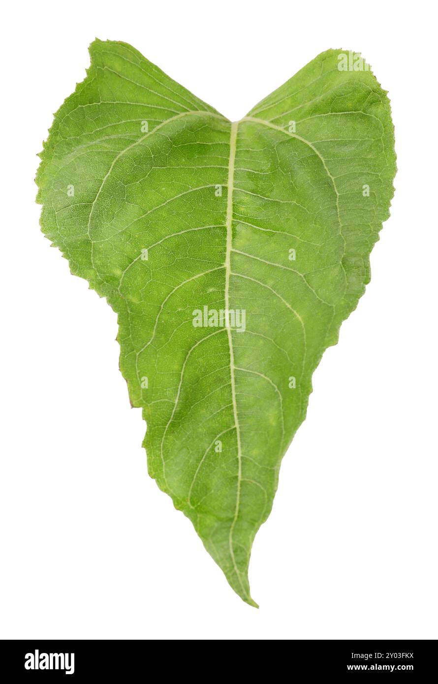 One green sunflower leaf isolated on white Stock Photo - Alamy