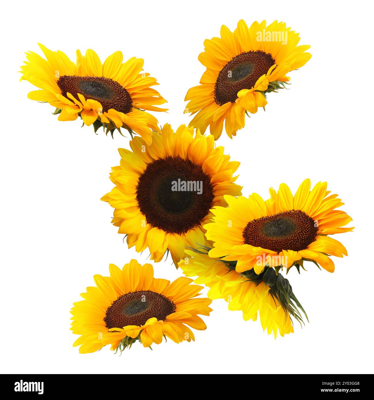 Falling sunflowers hi-res stock photography and images - Alamy