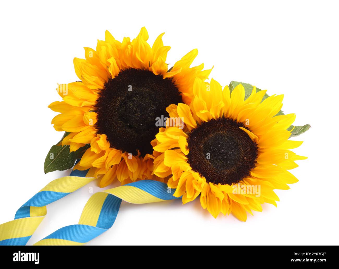 Sunflowers, leaves and ribbons in colors of Ukrainian national flag ...